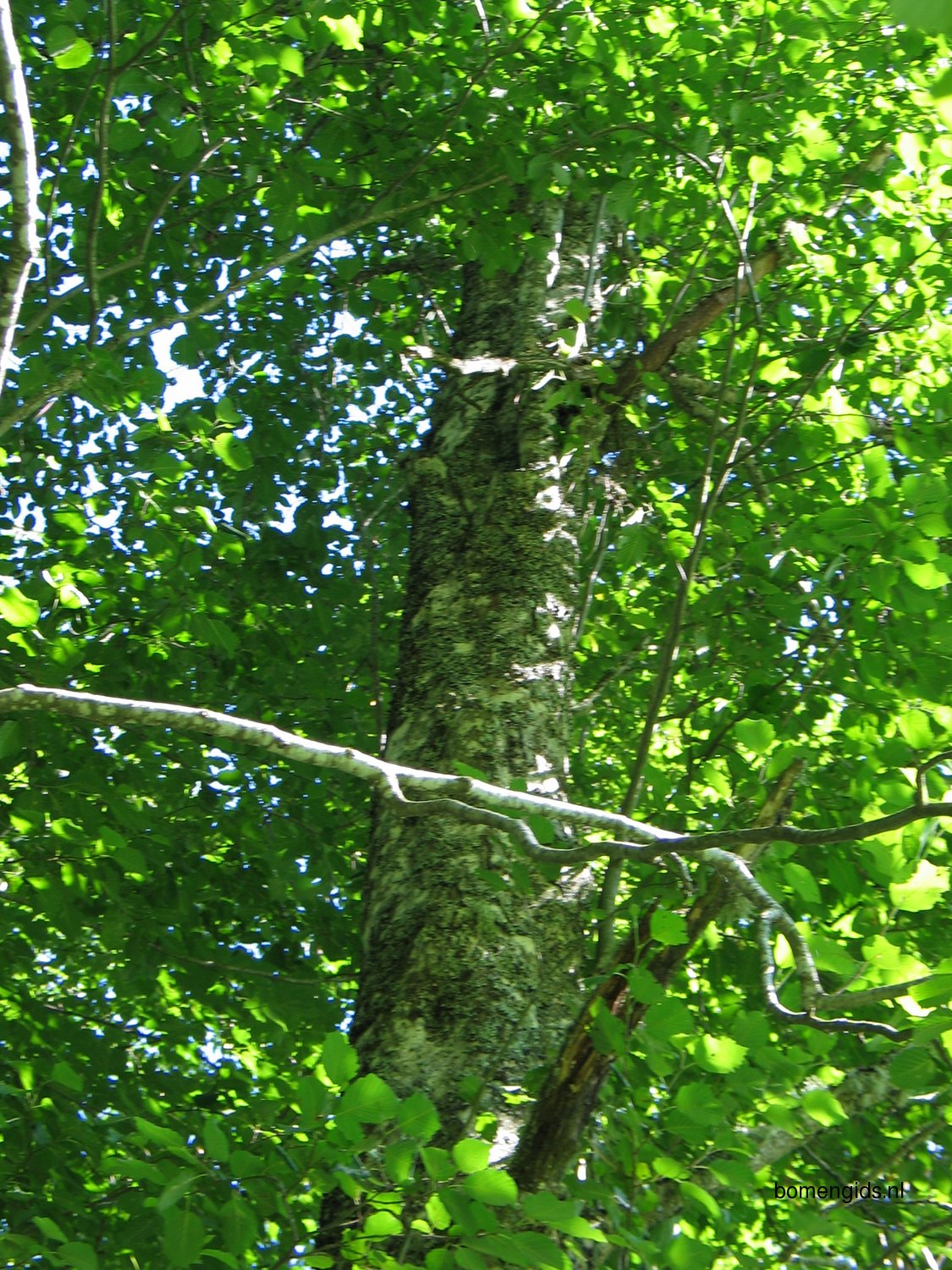 Herken de boomsoort NL: Grauwe els; Latin: Alnus incana; UK: Speckled ...