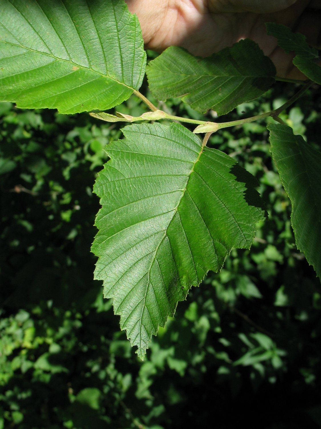 Herken de boomsoort NL: Grauwe els; Latin: Alnus incana; UK: Speckled ...