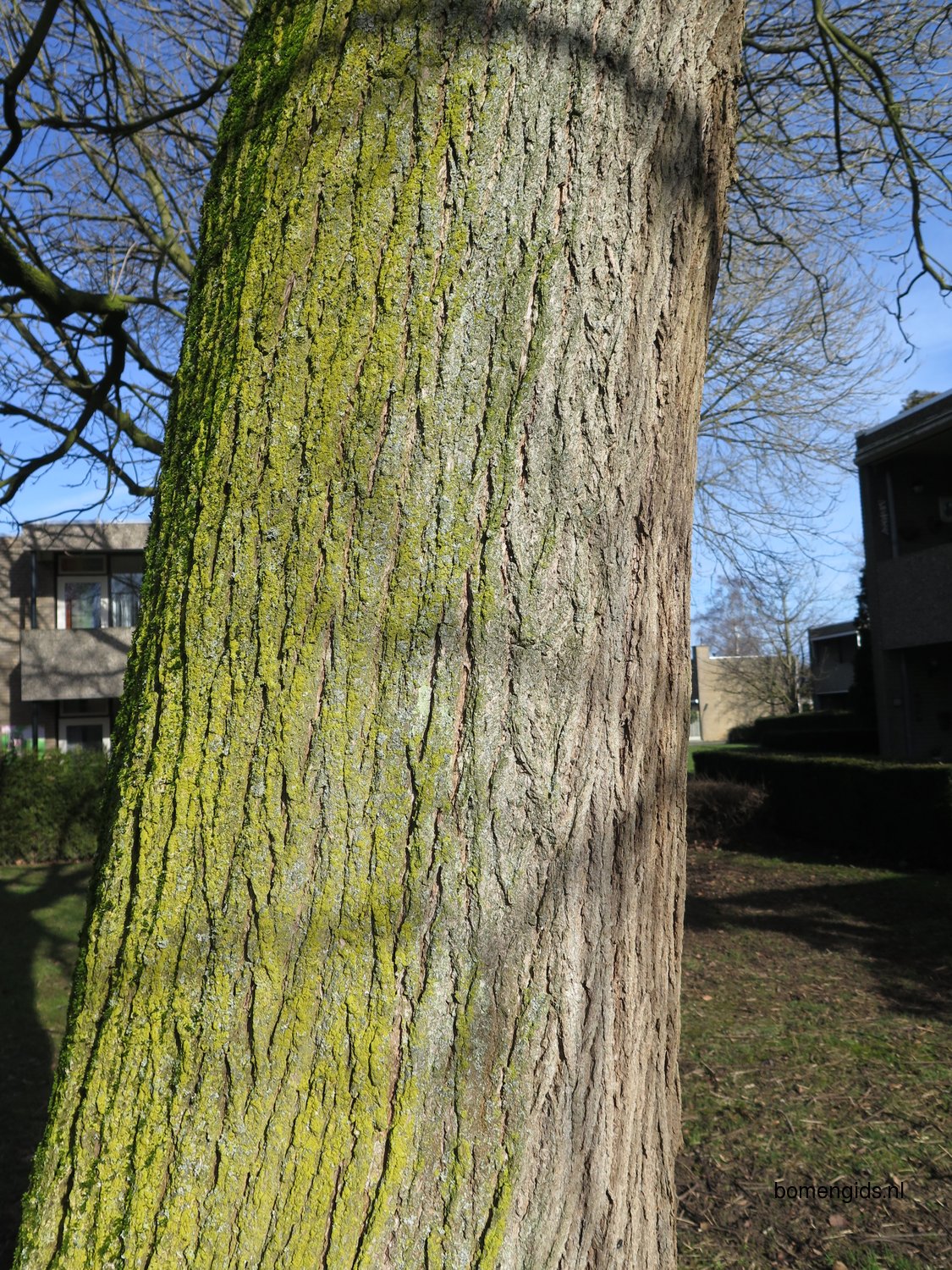 Herken de boomsoort NL: Grootbloemige trompetboom; Latin: Catalpa ...
