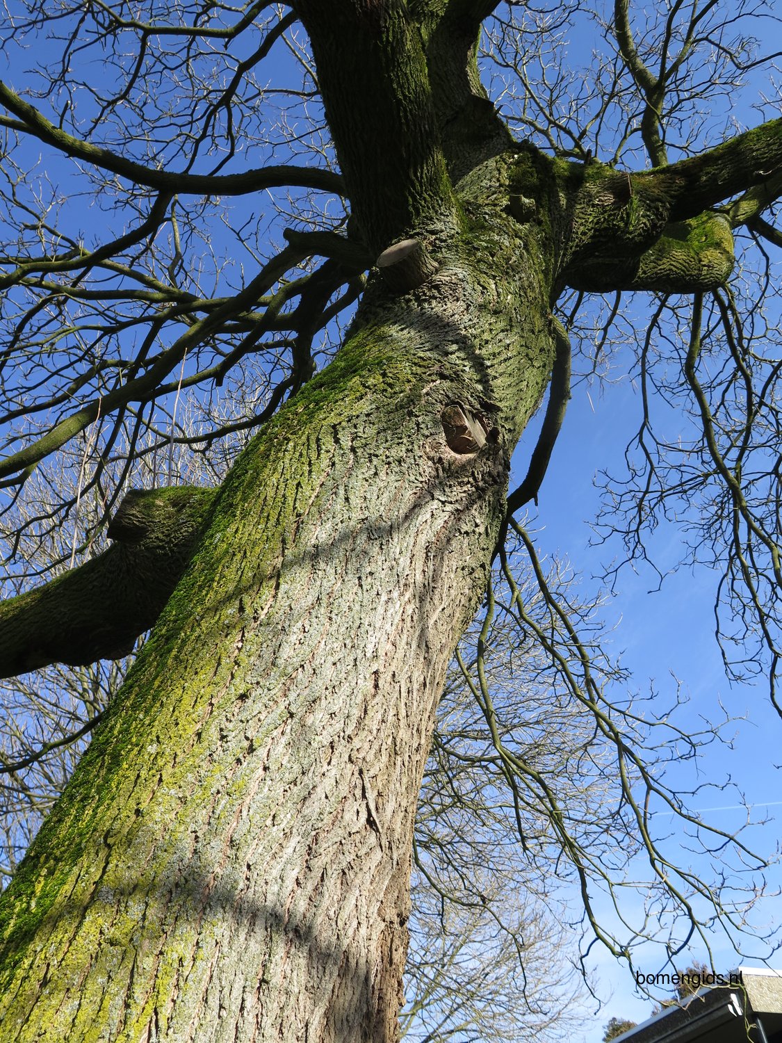 Herken de boomsoort NL: Grootbloemige trompetboom; Latin: Catalpa ...