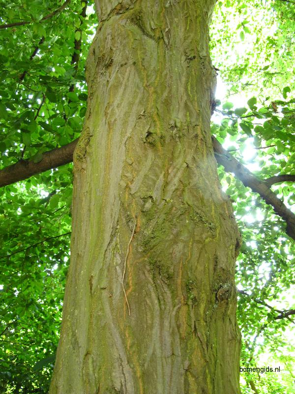 Herken de boomsoort NL: Haagbeuk; Latin: Carpinus betulus; UK: European ...