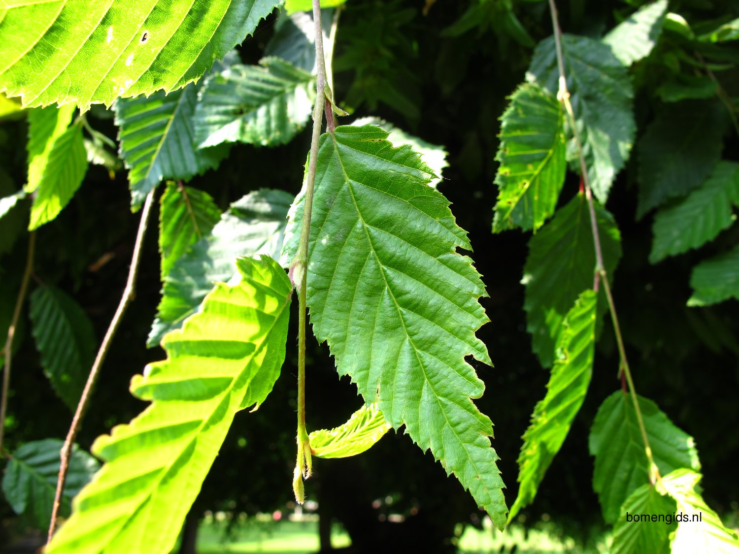 Herken de boomsoort NL: Haagbeuk; Latin: Carpinus betulus; UK: European ...