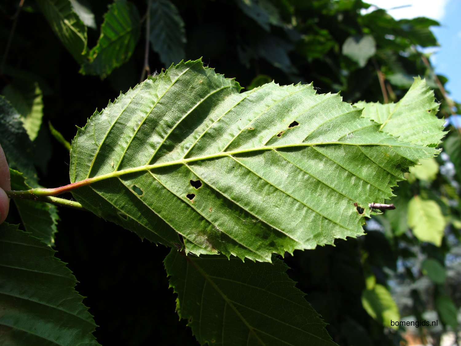 Herken de boomsoort NL: Haagbeuk; Latin: Carpinus betulus; UK: European ...