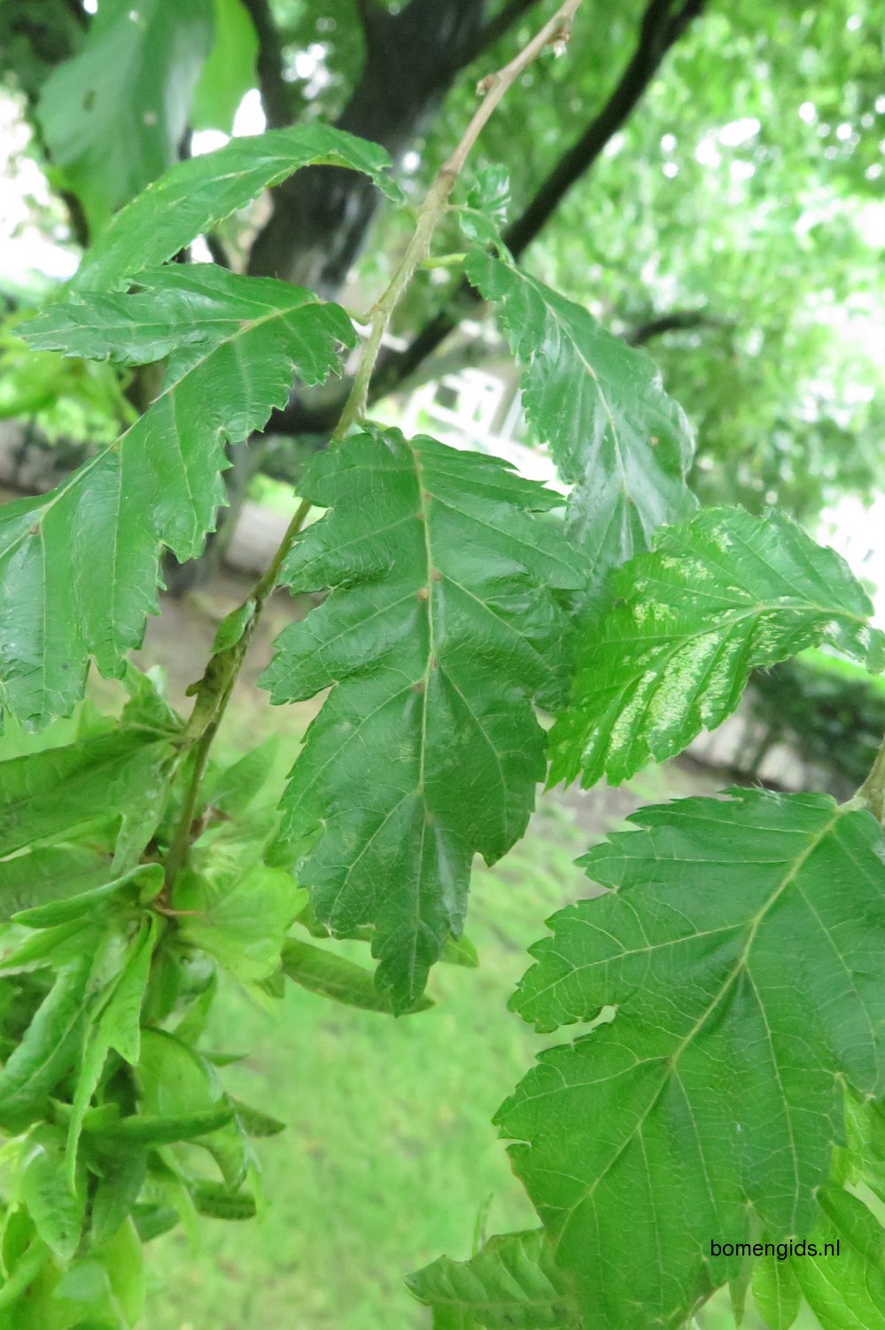 Herken de boomsoort NL: Haagbeuk; Latin: Carpinus betulus; UK: European ...