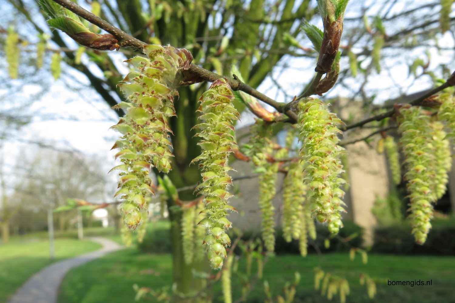 Herken de boomsoort NL: Haagbeuk; Latin: Carpinus betulus; UK: European ...