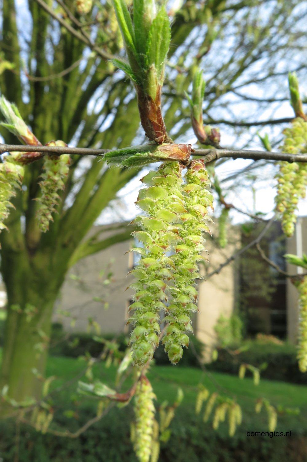 Herken de boomsoort NL: Haagbeuk; Latin: Carpinus betulus; UK: European ...