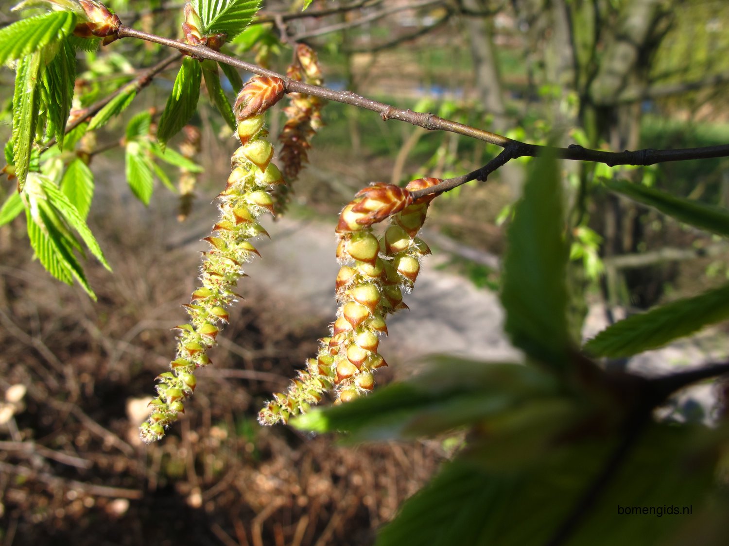 Herken de boomsoort NL: Haagbeuk; Latin: Carpinus betulus; UK: European ...