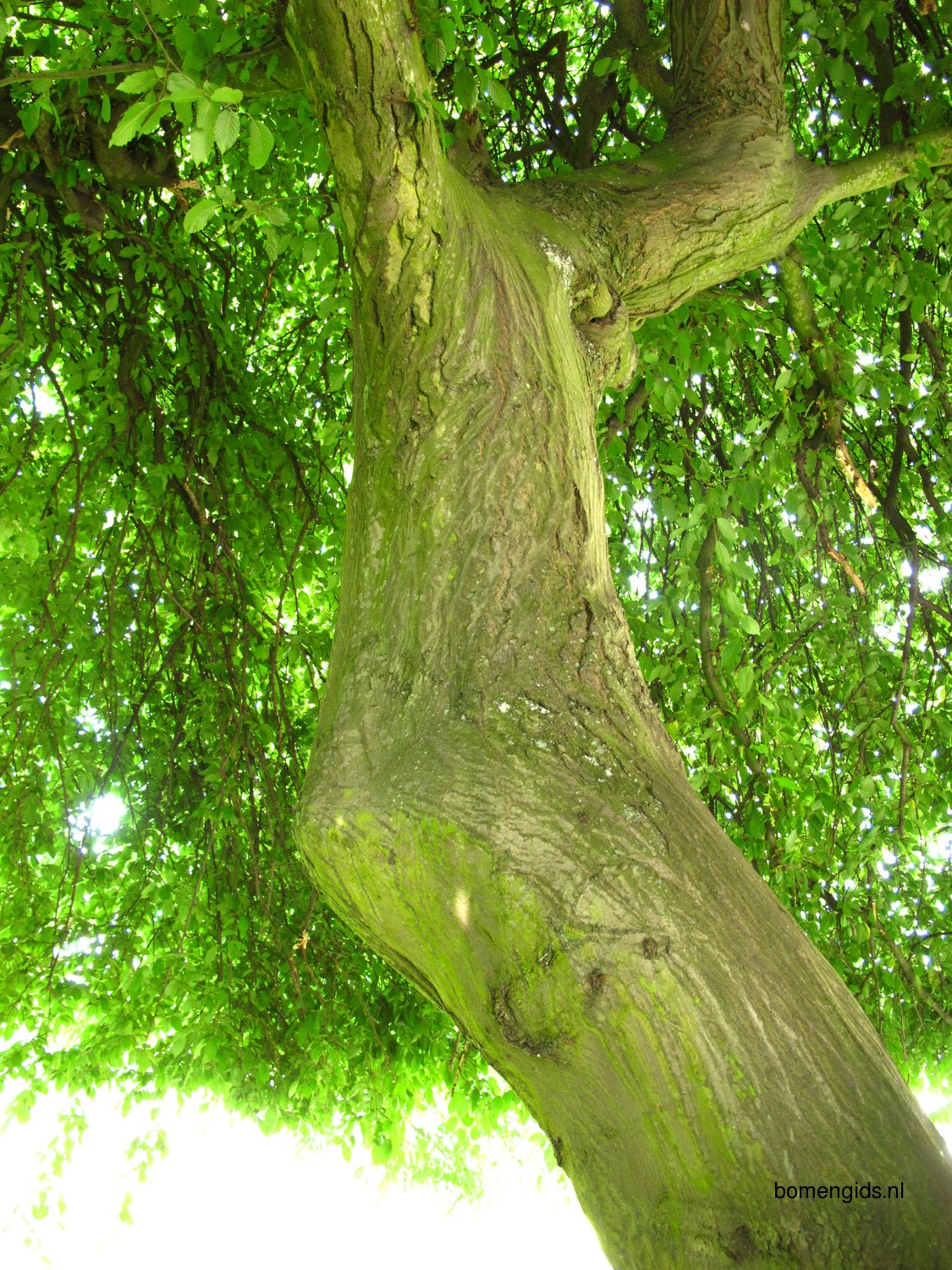 Herken de boomsoort NL: Haagbeuk; Latin: Carpinus betulus; UK: European ...