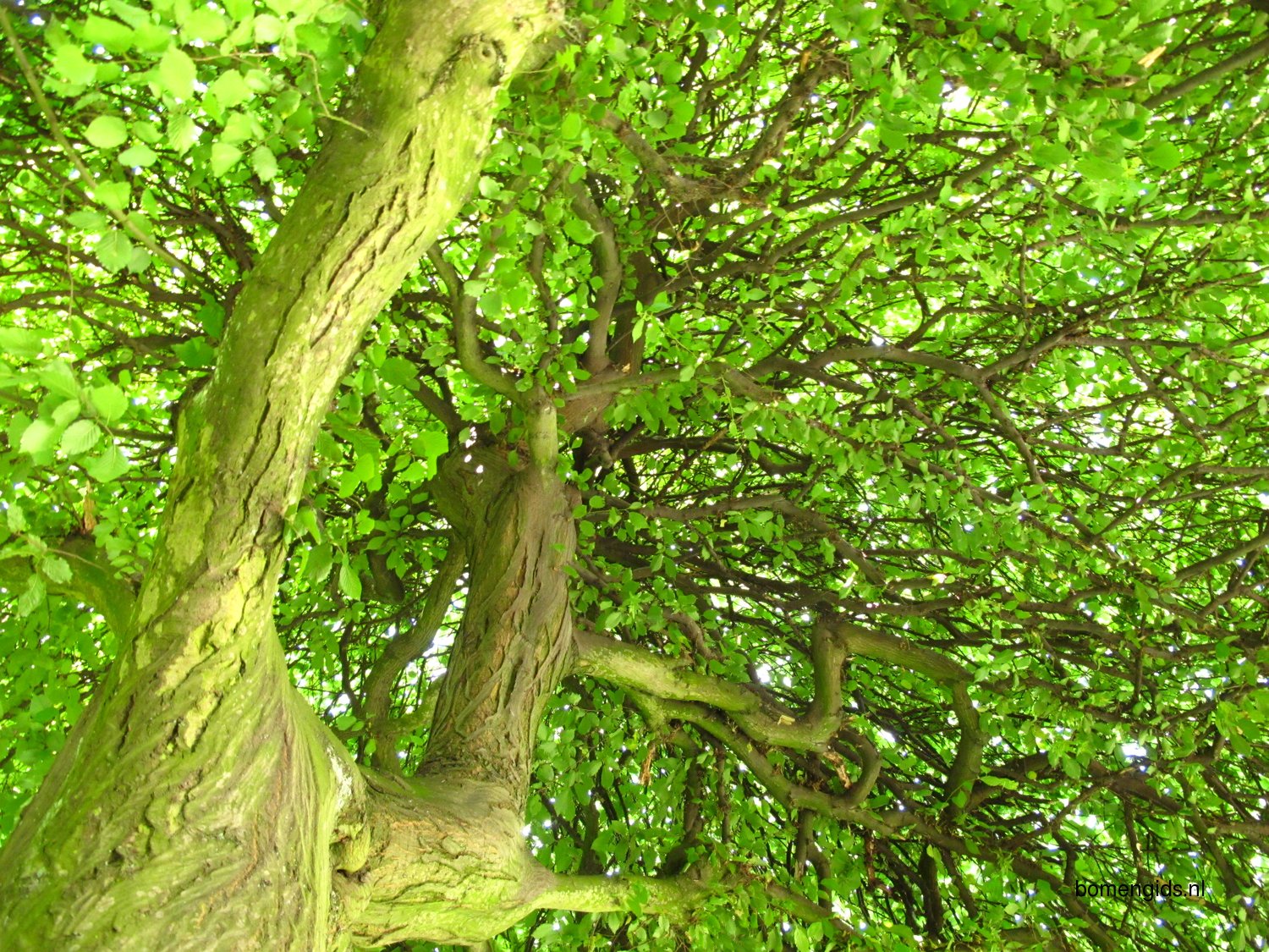 Herken de boomsoort NL: Haagbeuk; Latin: Carpinus betulus; UK: European ...