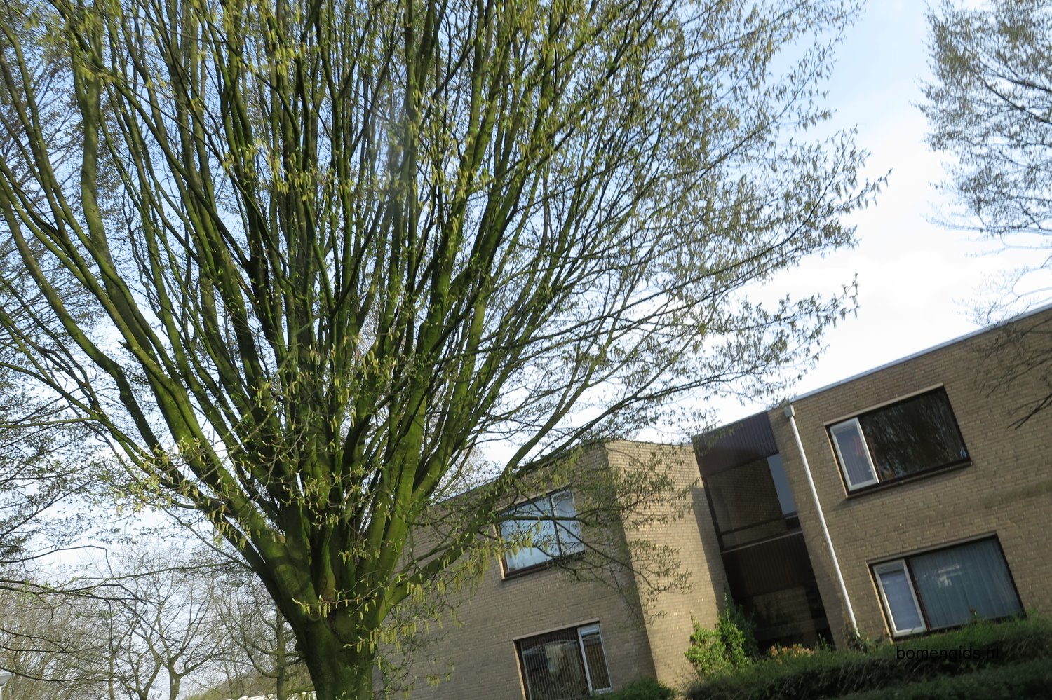 Herken de boomsoort NL: Haagbeuk; Latin: Carpinus betulus; UK: European ...