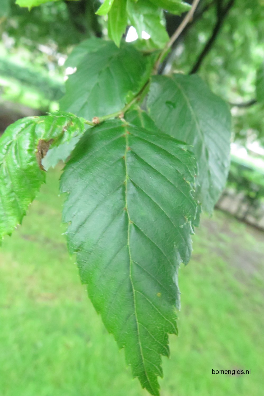 Herken de boomsoort NL: Haagbeuk; Latin: Carpinus betulus; UK: European ...