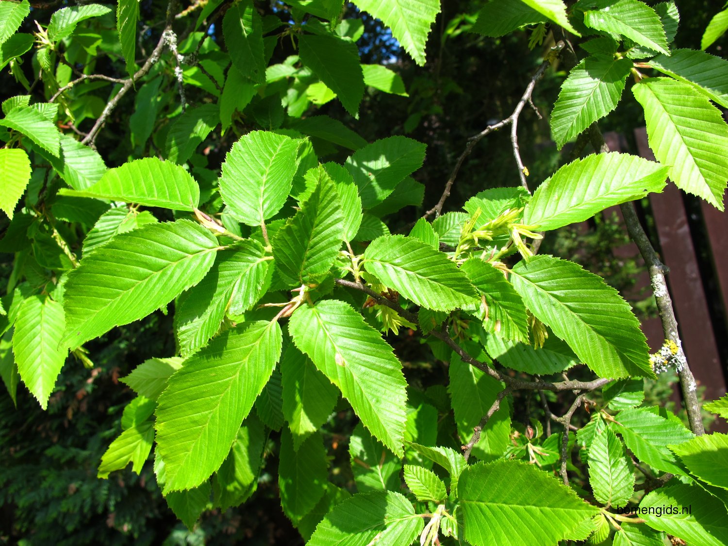Herken de boomsoort NL: Haagbeuk; Latin: Carpinus betulus; UK: European ...