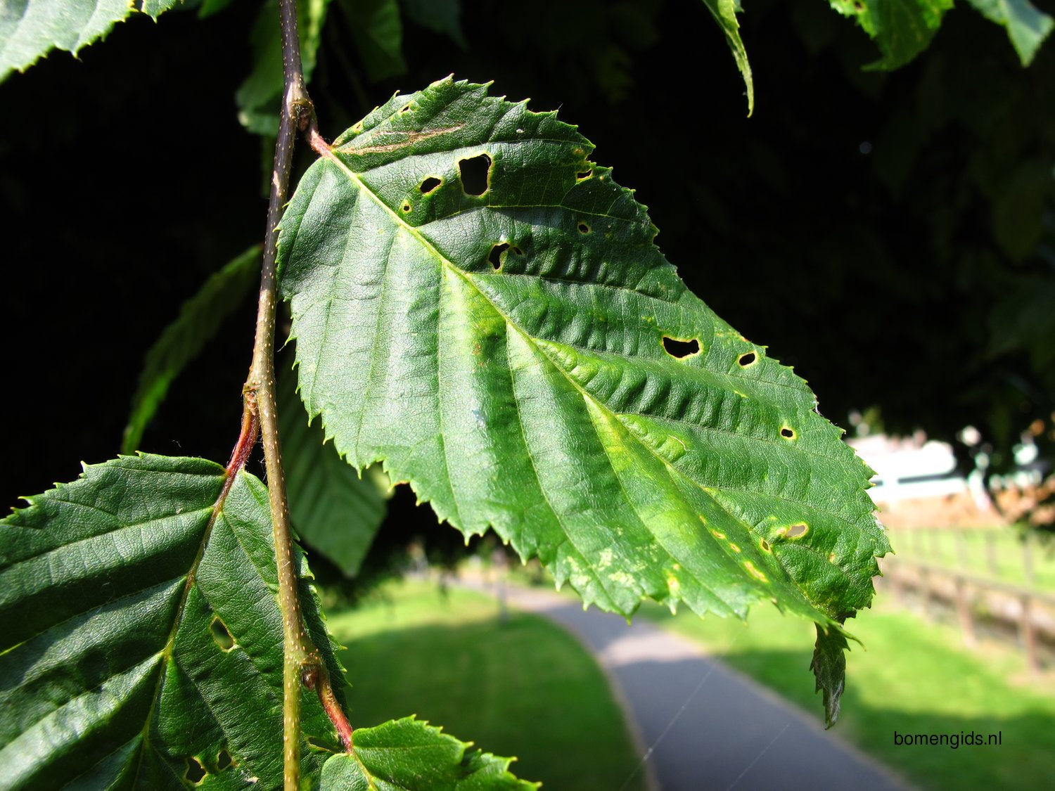 Herken de boomsoort NL: Haagbeuk; Latin: Carpinus betulus; UK: European ...
