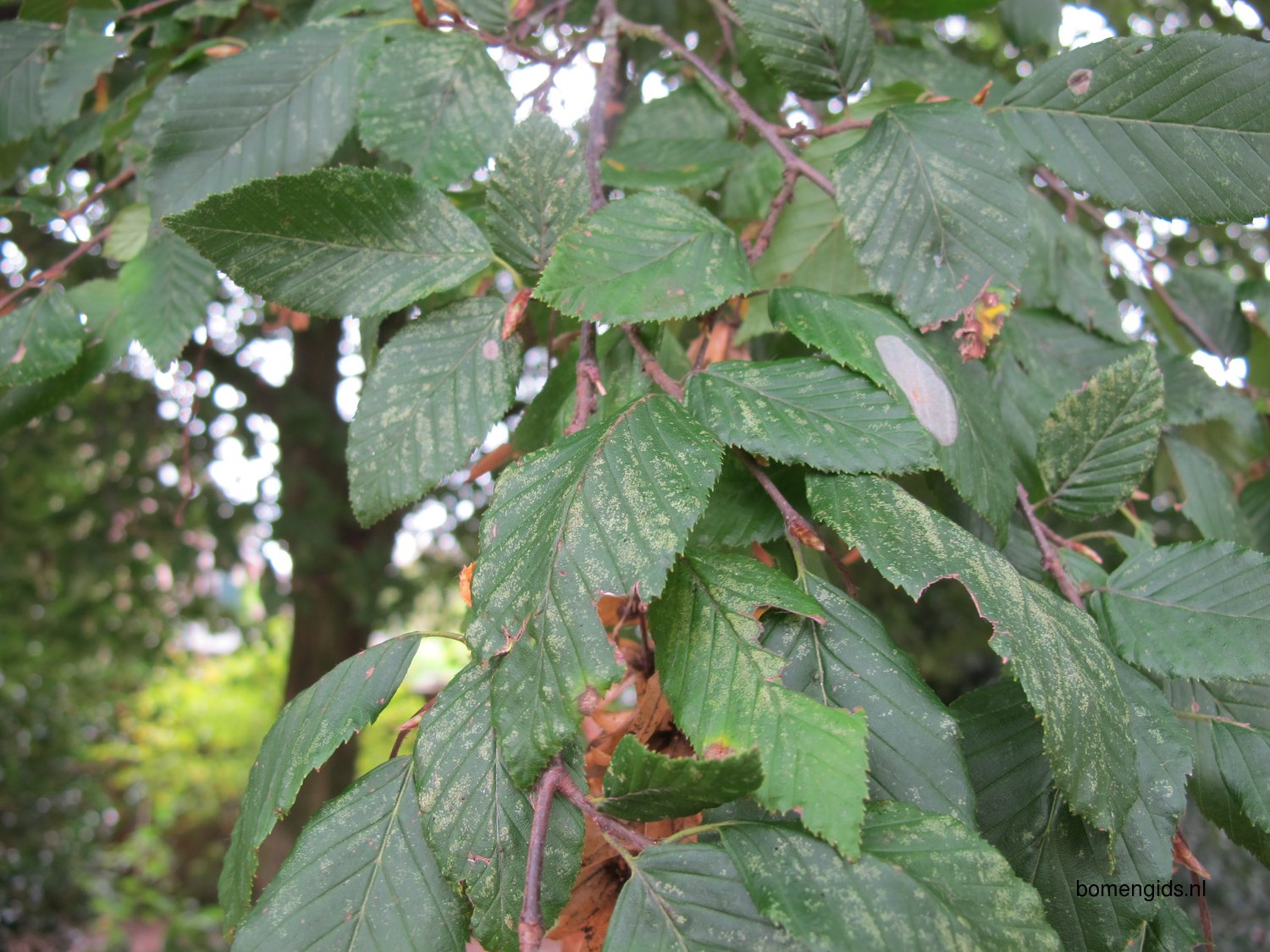 Herken de boomsoort NL: Haagbeuk; Latin: Carpinus betulus; UK: European ...