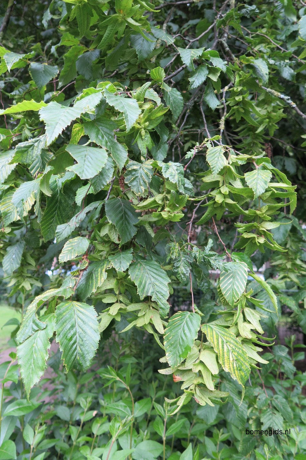 Herken de boomsoort NL: Haagbeuk; Latin: Carpinus betulus; UK: European ...