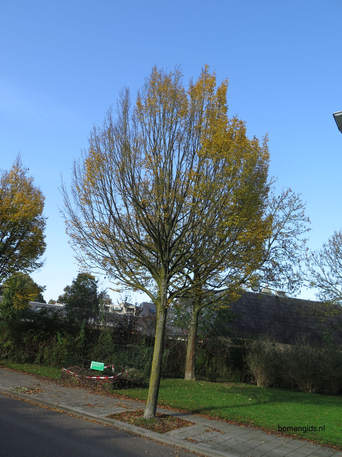 Herken de boomsoort NL: Haagbeuk; Latin: Carpinus betulus; UK: European ...