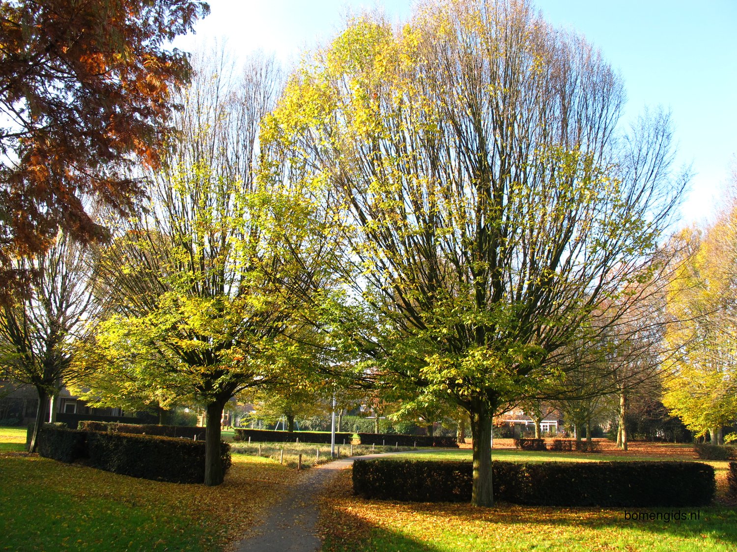 Herken de boomsoort NL: Haagbeuk; Latin: Carpinus betulus; UK: European ...