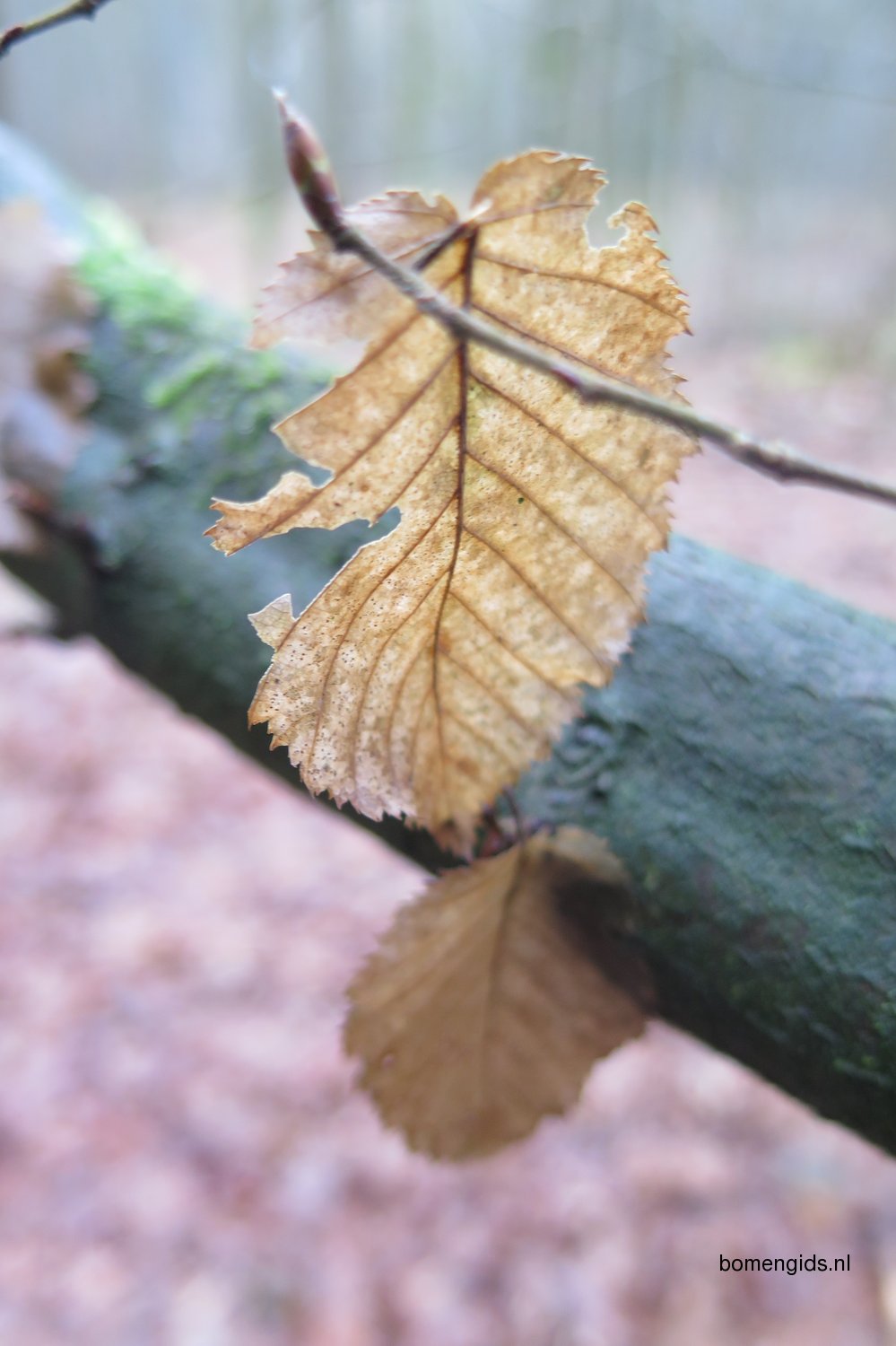 Herken de boomsoort NL: Haagbeuk; Latin: Carpinus betulus; UK: European ...