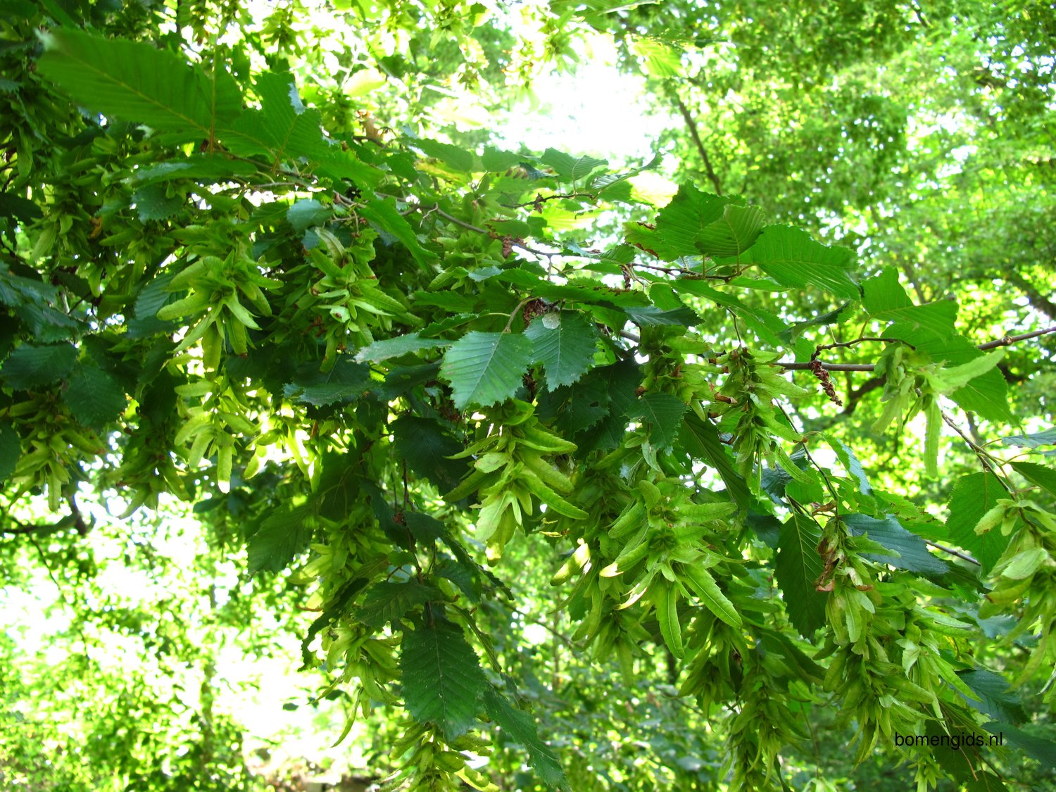 Herken de boomsoort NL: Haagbeuk; Latin: Carpinus betulus; UK: European ...
