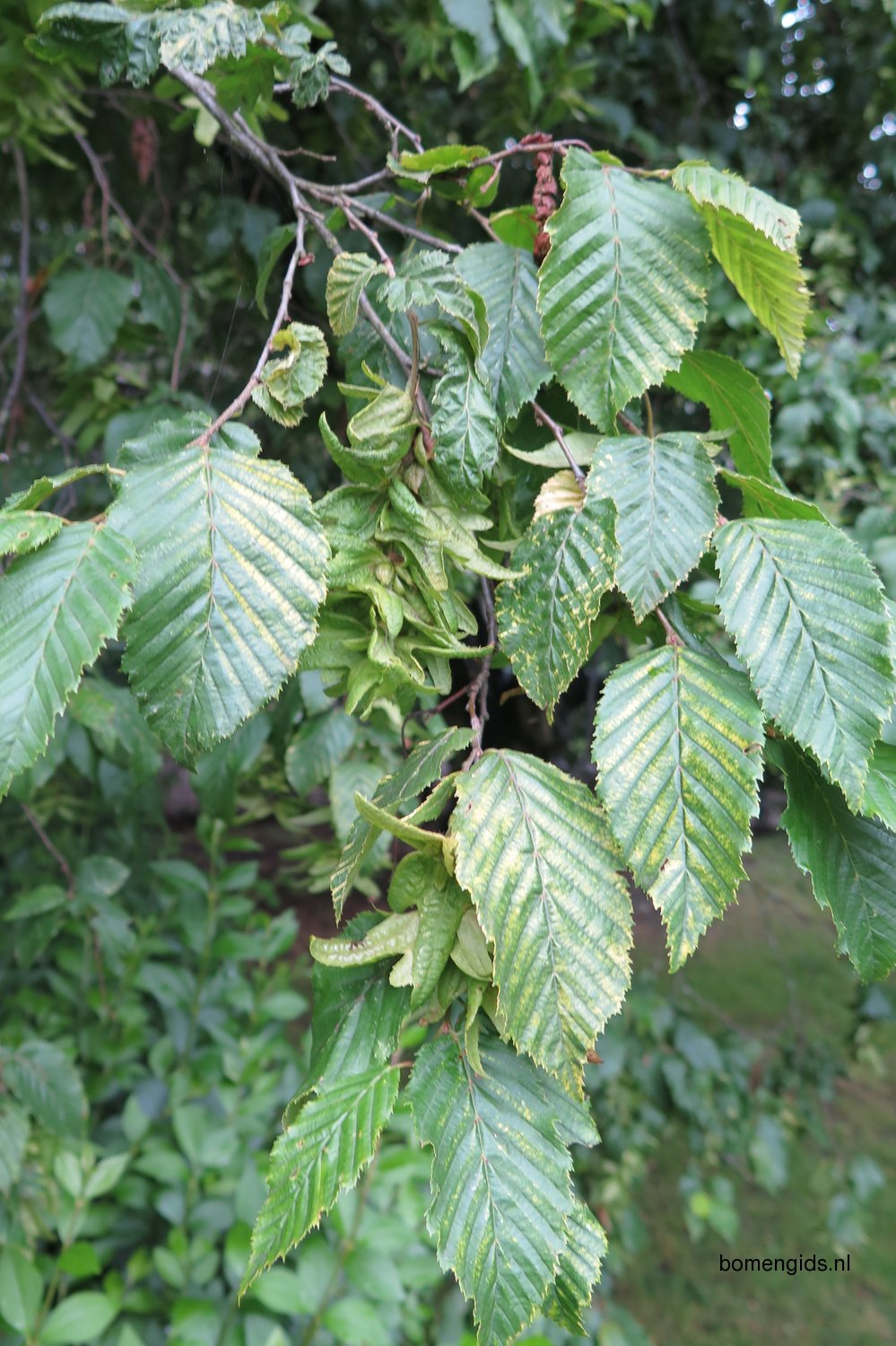 Herken de boomsoort NL: Haagbeuk; Latin: Carpinus betulus; UK: European ...