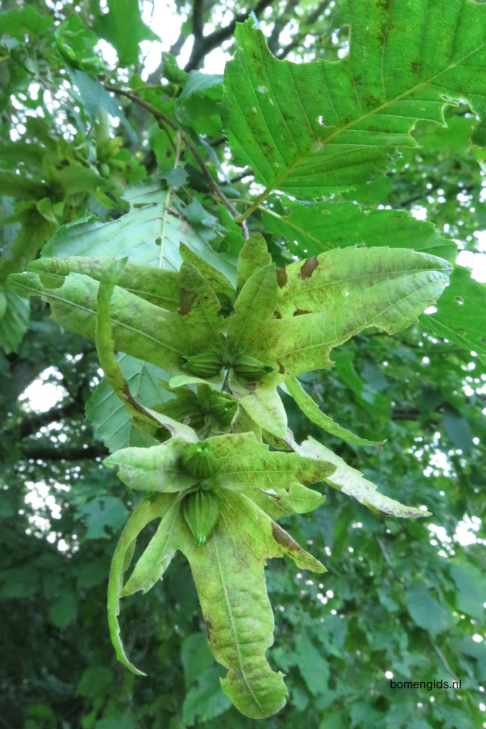 Herken de boomsoort NL: Haagbeuk; Latin: Carpinus betulus; UK: European ...