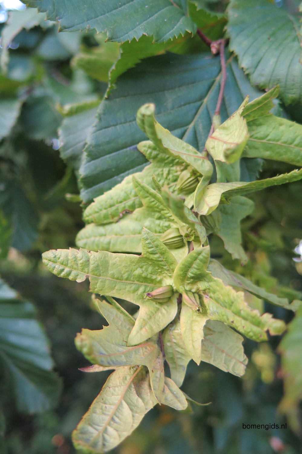 Herken de boomsoort NL: Haagbeuk; Latin: Carpinus betulus; UK: European ...
