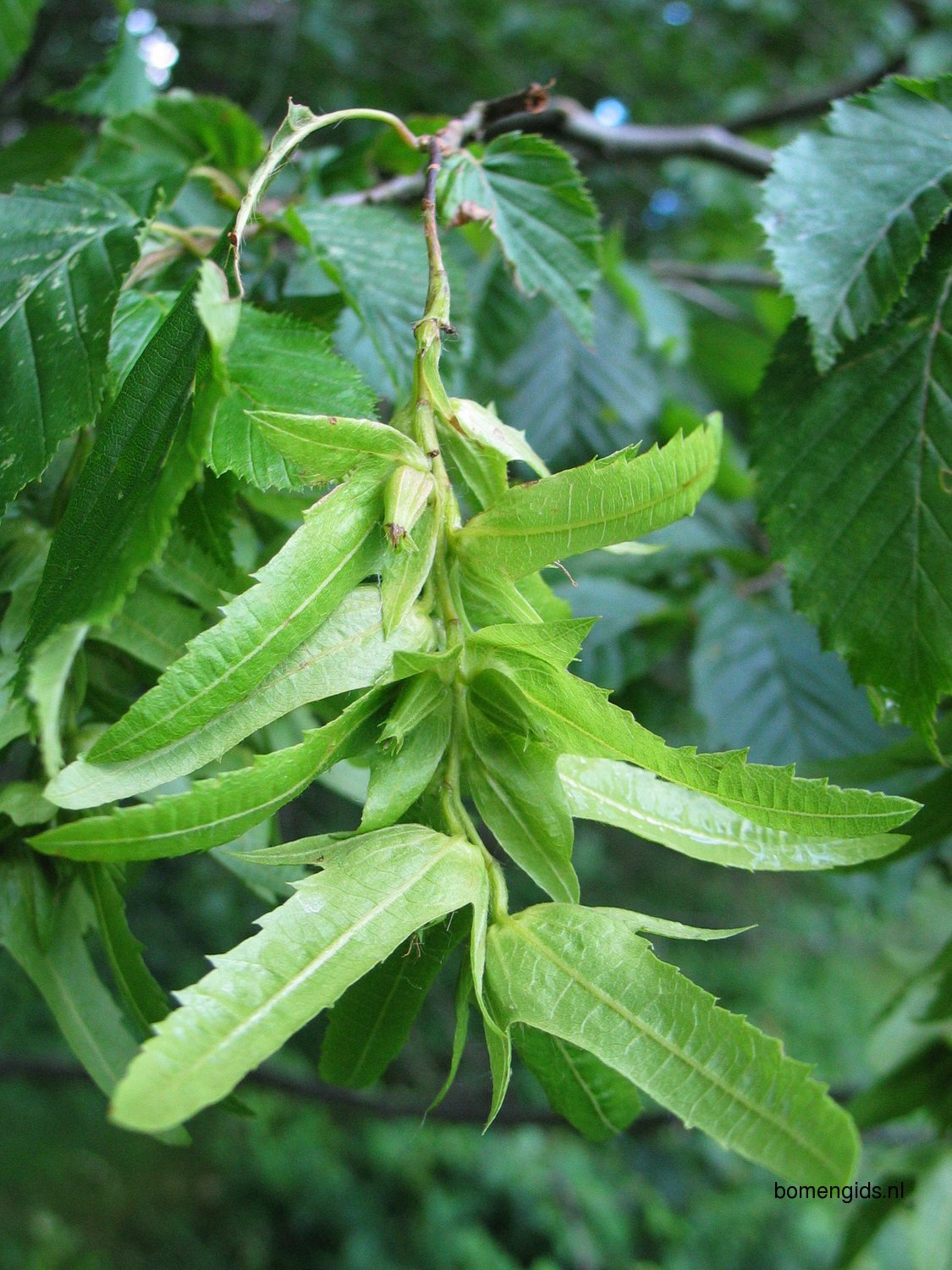 Herken de boomsoort NL: Haagbeuk; Latin: Carpinus betulus; UK: European ...