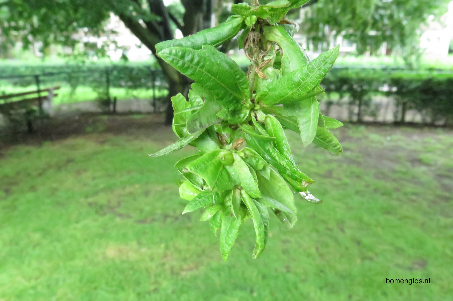 Herken de boomsoort NL: Haagbeuk; Latin: Carpinus betulus; UK: European ...