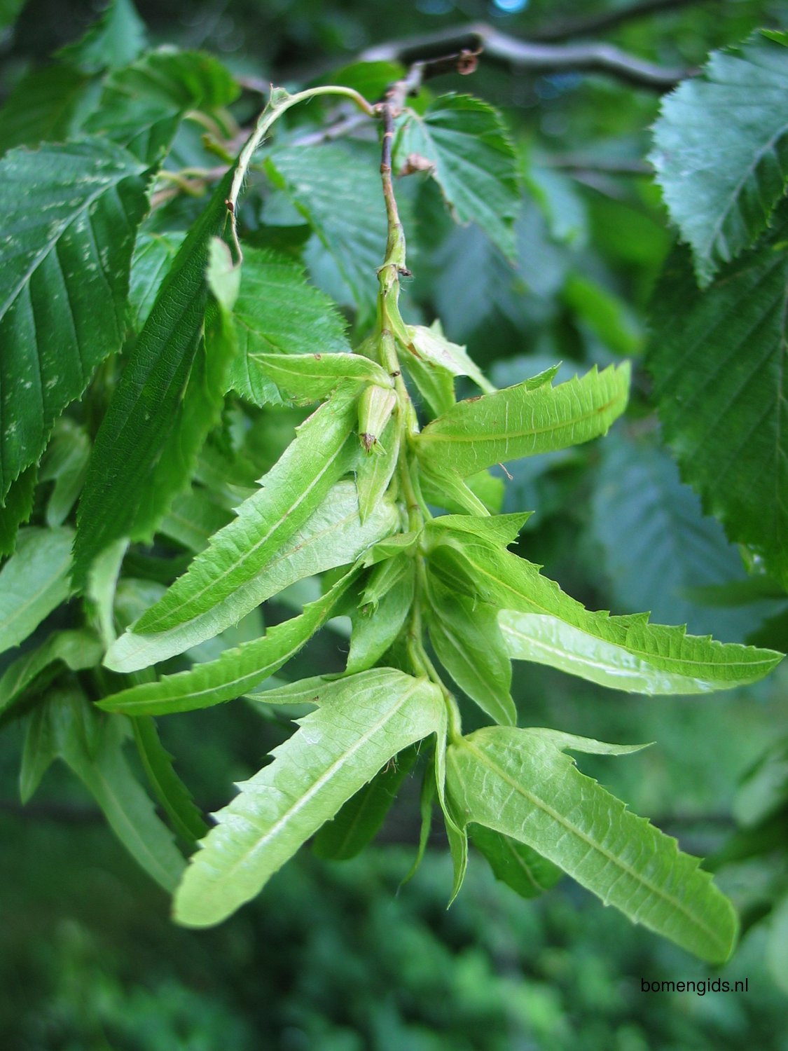 Herken de boomsoort NL: Haagbeuk; Latin: Carpinus betulus; UK: European ...