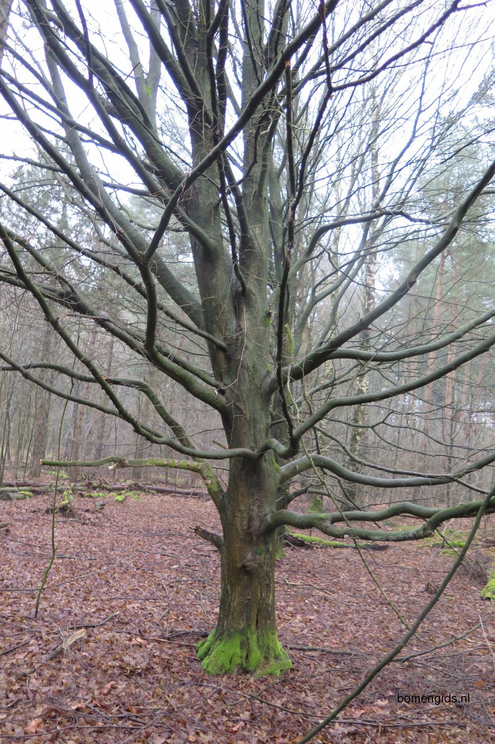 Herken de boomsoort NL: Haagbeuk; Latin: Carpinus betulus; UK: European ...