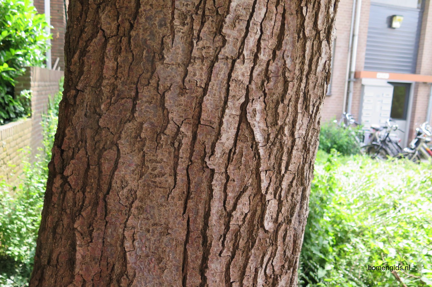 Herken de boomsoort NL: Hartbladige els; Latin: Alnus cordata; UK ...