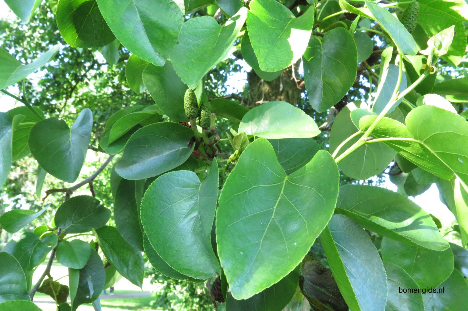 Boomsoorten die horen bij elsfamilie