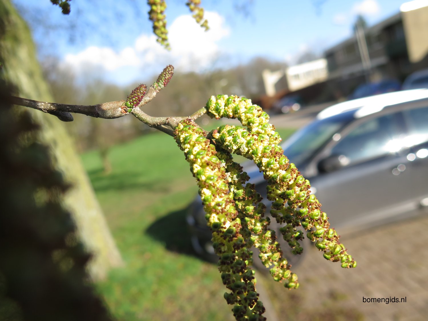 Herken de boomsoort NL: Hartbladige els; Latin: Alnus cordata; UK ...
