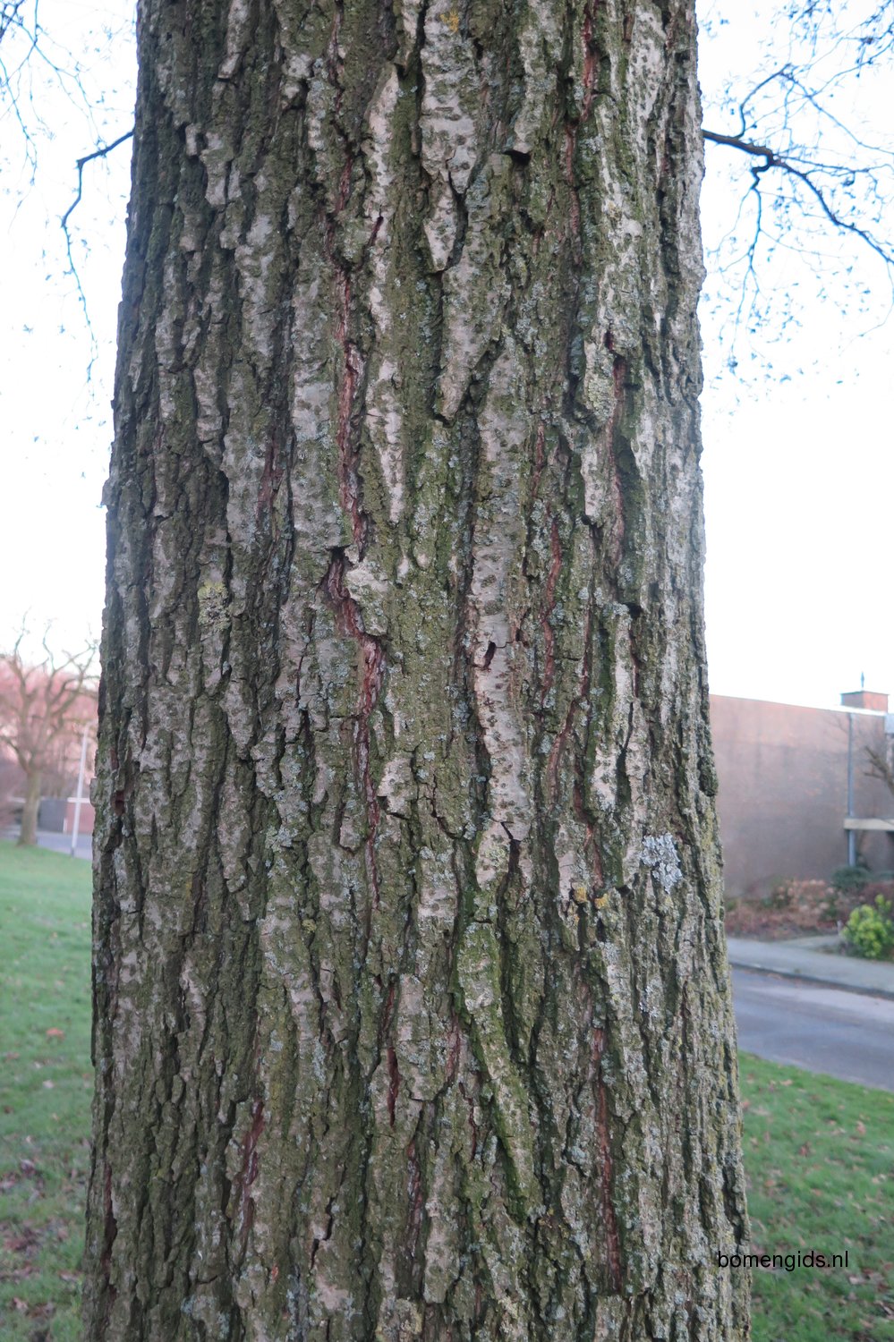 Herken de boomsoort NL: Hartbladige els; Latin: Alnus cordata; UK ...