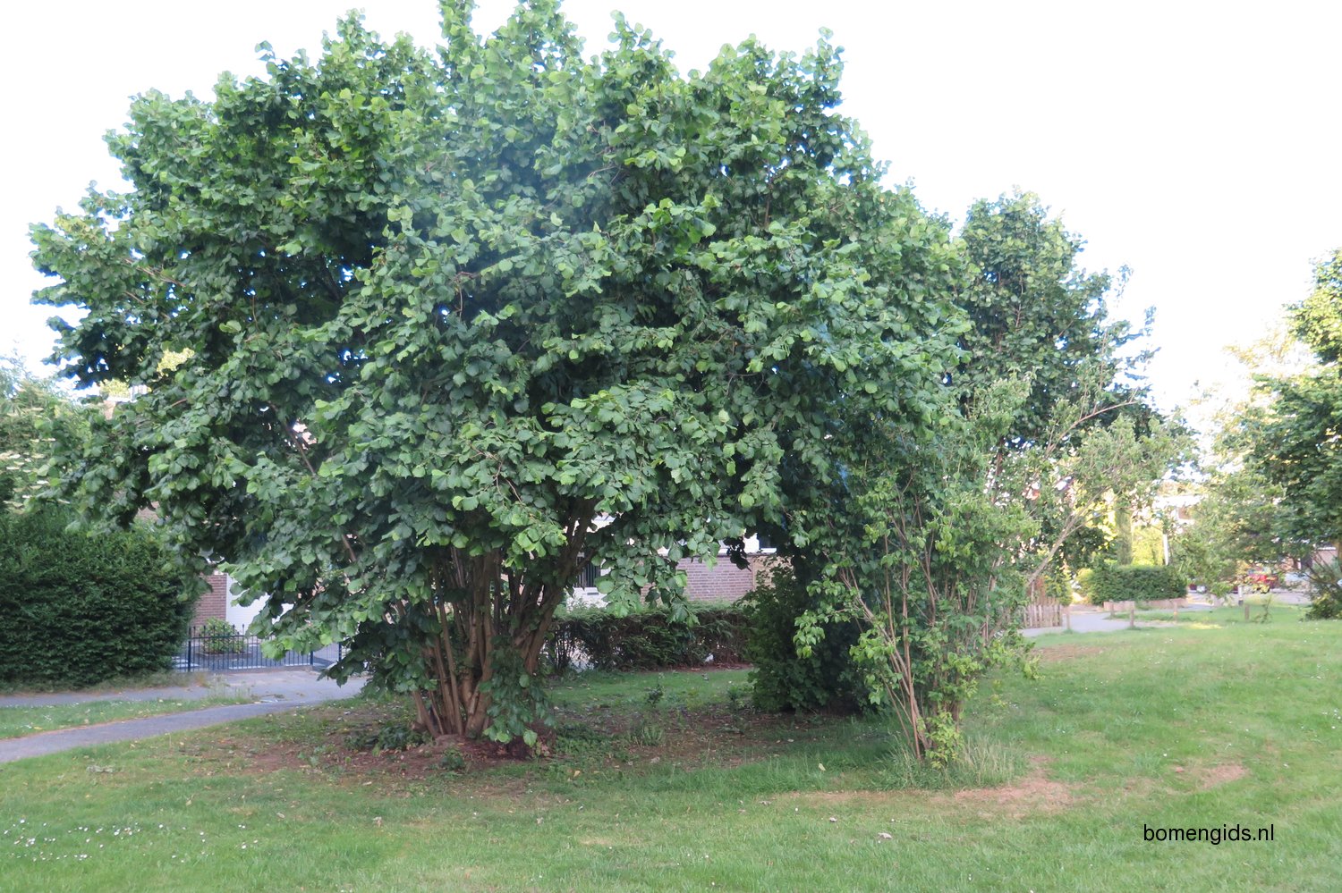 Herken de boomsoort NL: Hazelaar; Latin: Corylus avellana; UK: European ...