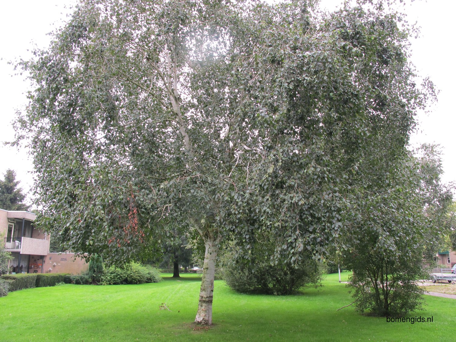 Boomsoorten die horen bij berkfamilie