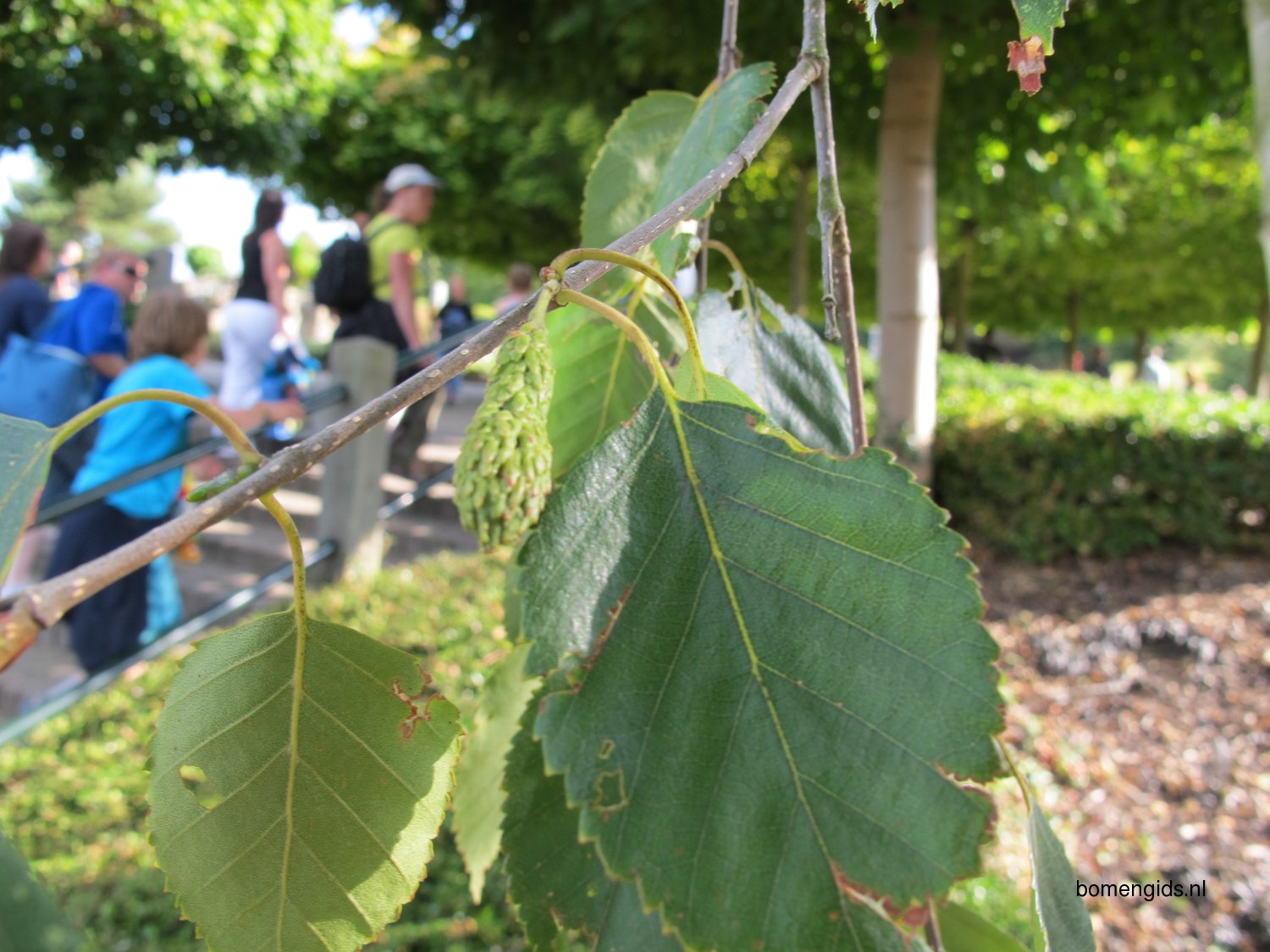 Boomsoorten die horen bij berkfamilie