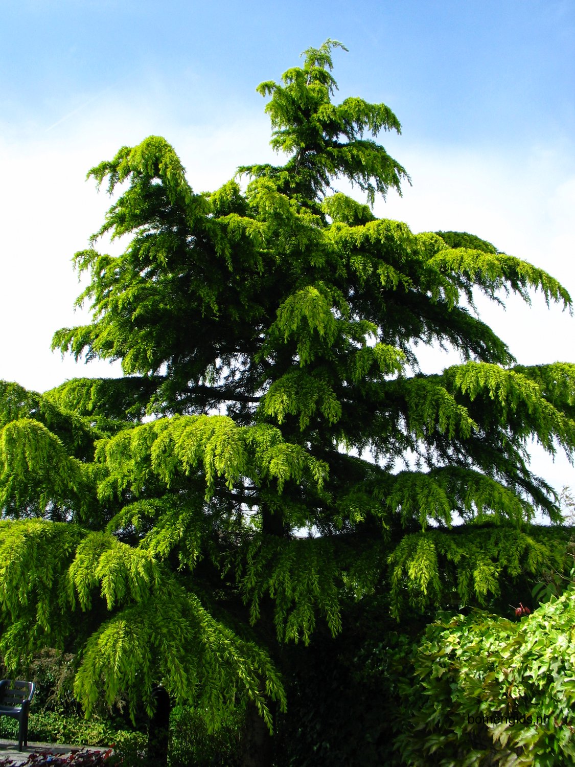 Herken de boomsoort NL: Himalaya ceder; Latin: Cedrus deodara; UK ...
