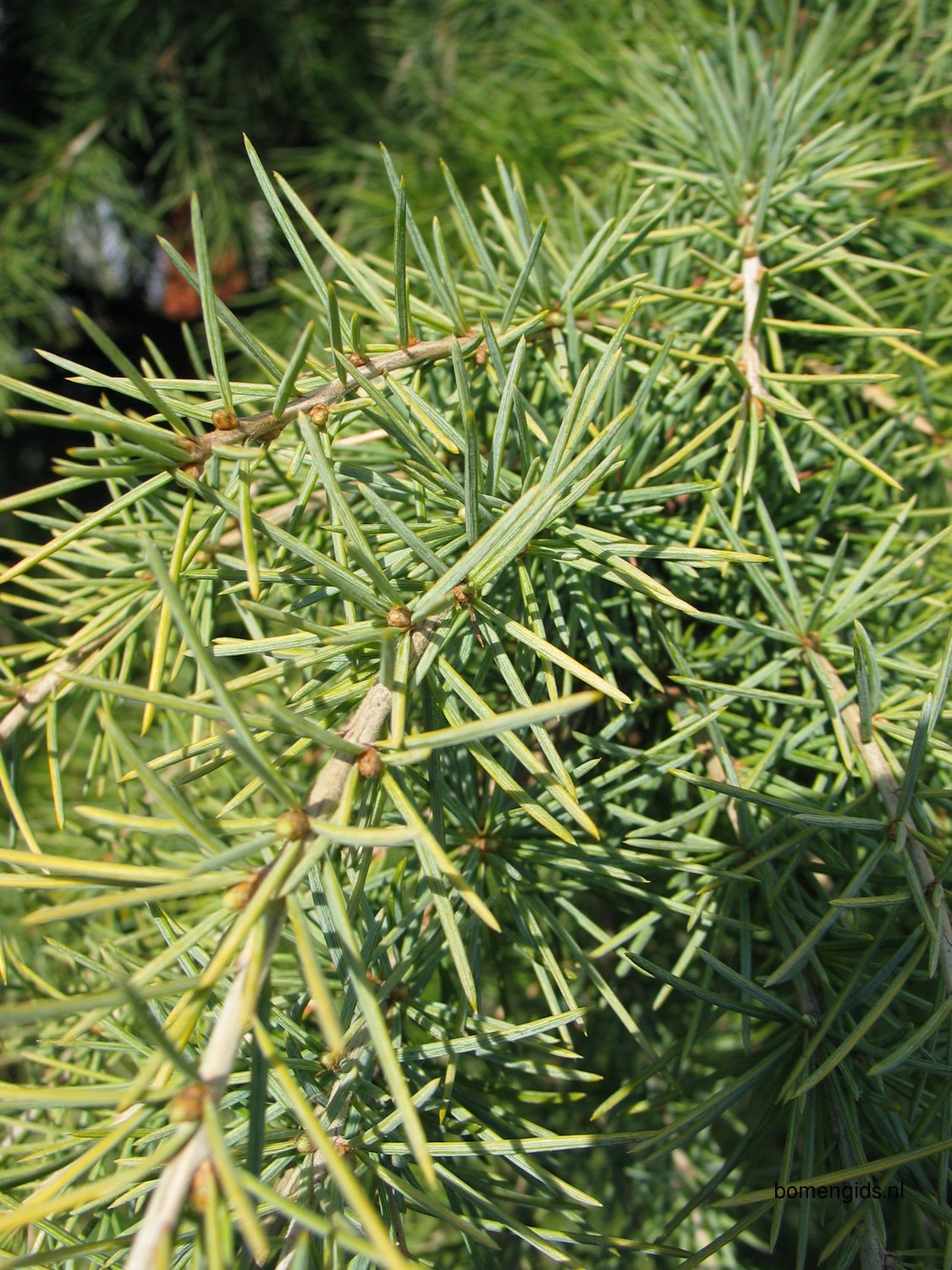 Herken de boomsoort NL: Himalaya ceder; Latin: Cedrus deodara; UK ...