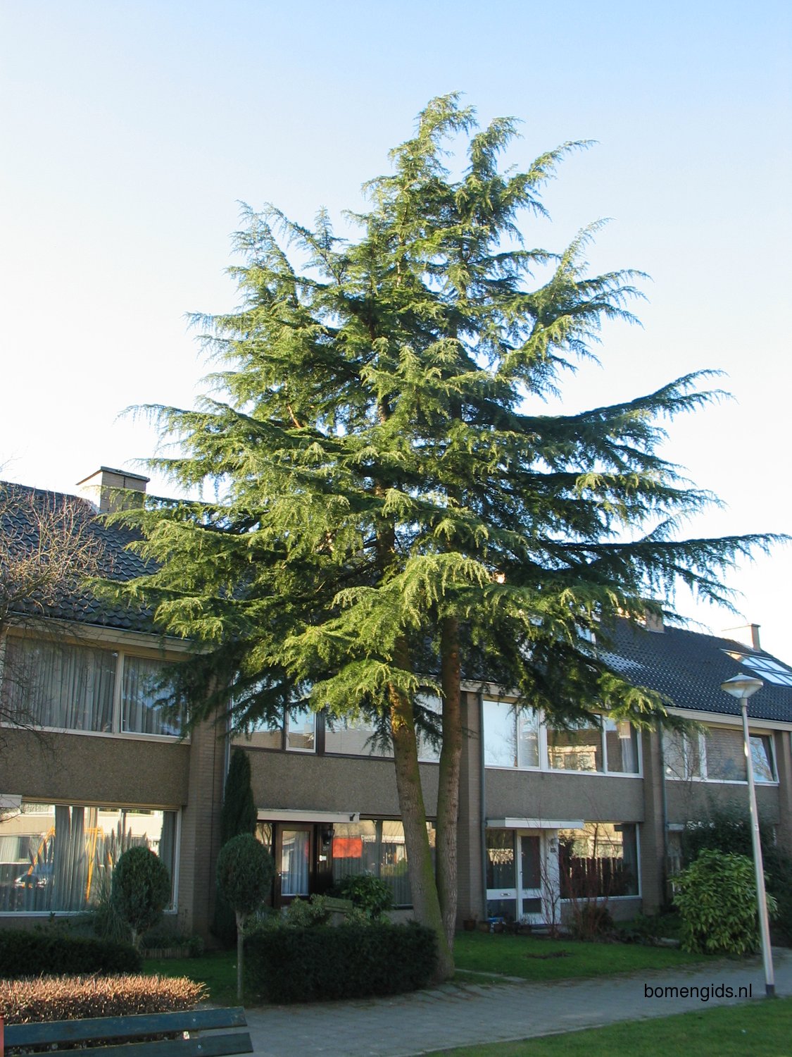 Herken de boomsoort NL: Himalaya ceder; Latin: Cedrus deodara; UK ...