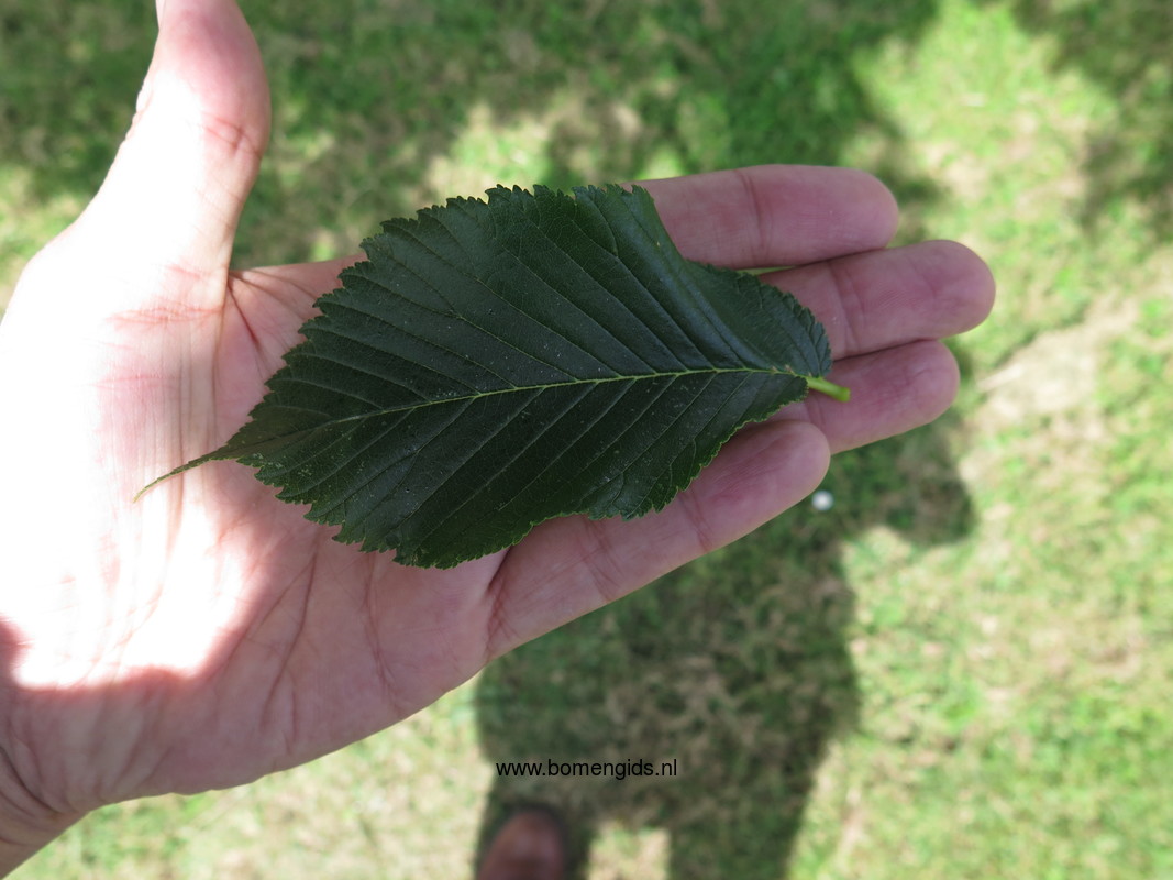 Boomsoorten die horen bij iepfamilie