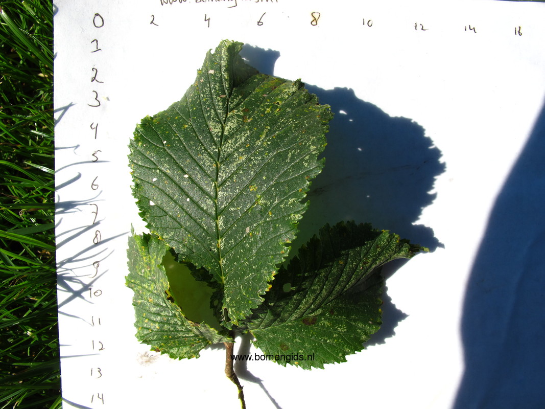 Herken de boomsoort NL: Hollandse iep; Latin: Ulmus hollandica; UK ...