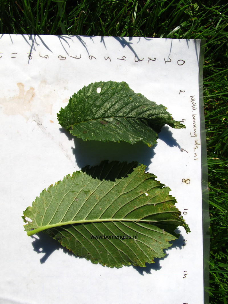 Herken de boomsoort NL: Hollandse iep; Latin: Ulmus hollandica; UK ...