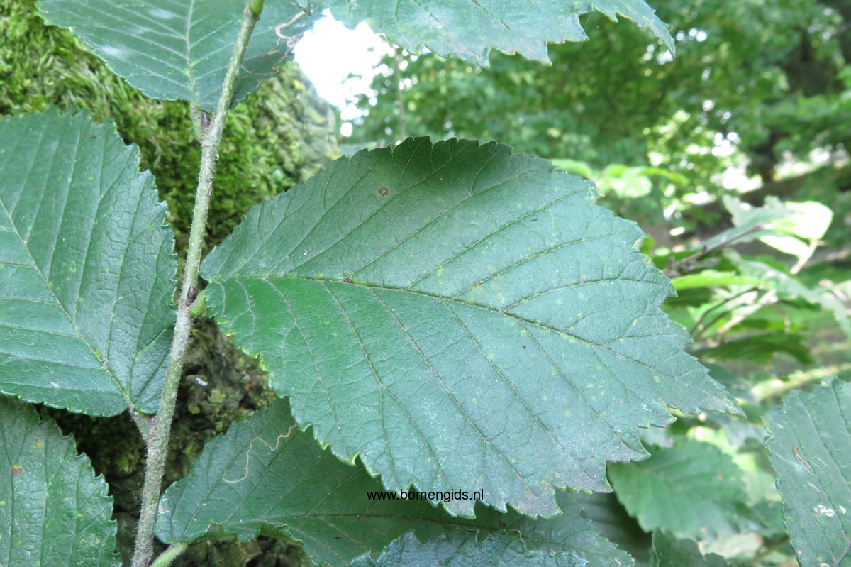 Herken de boomsoort NL: Hollandse iep; Latin: Ulmus hollandica; UK ...
