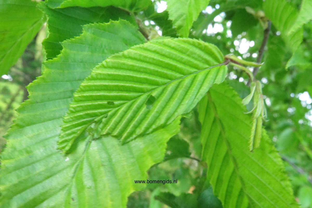 Herken de boomsoort NL: Hollandse iep; Latin: Ulmus hollandica; UK ...