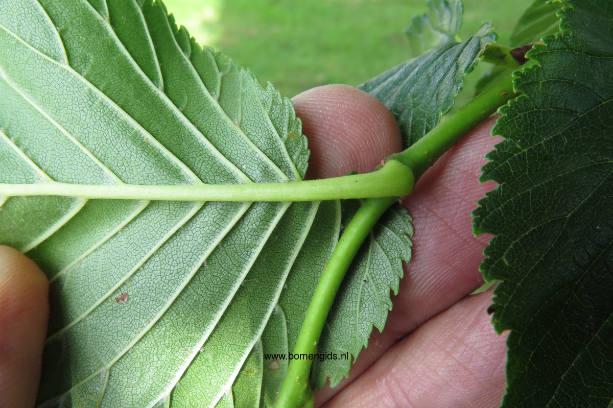 Herken de boomsoort NL: Hollandse iep; Latin: Ulmus hollandica; UK ...