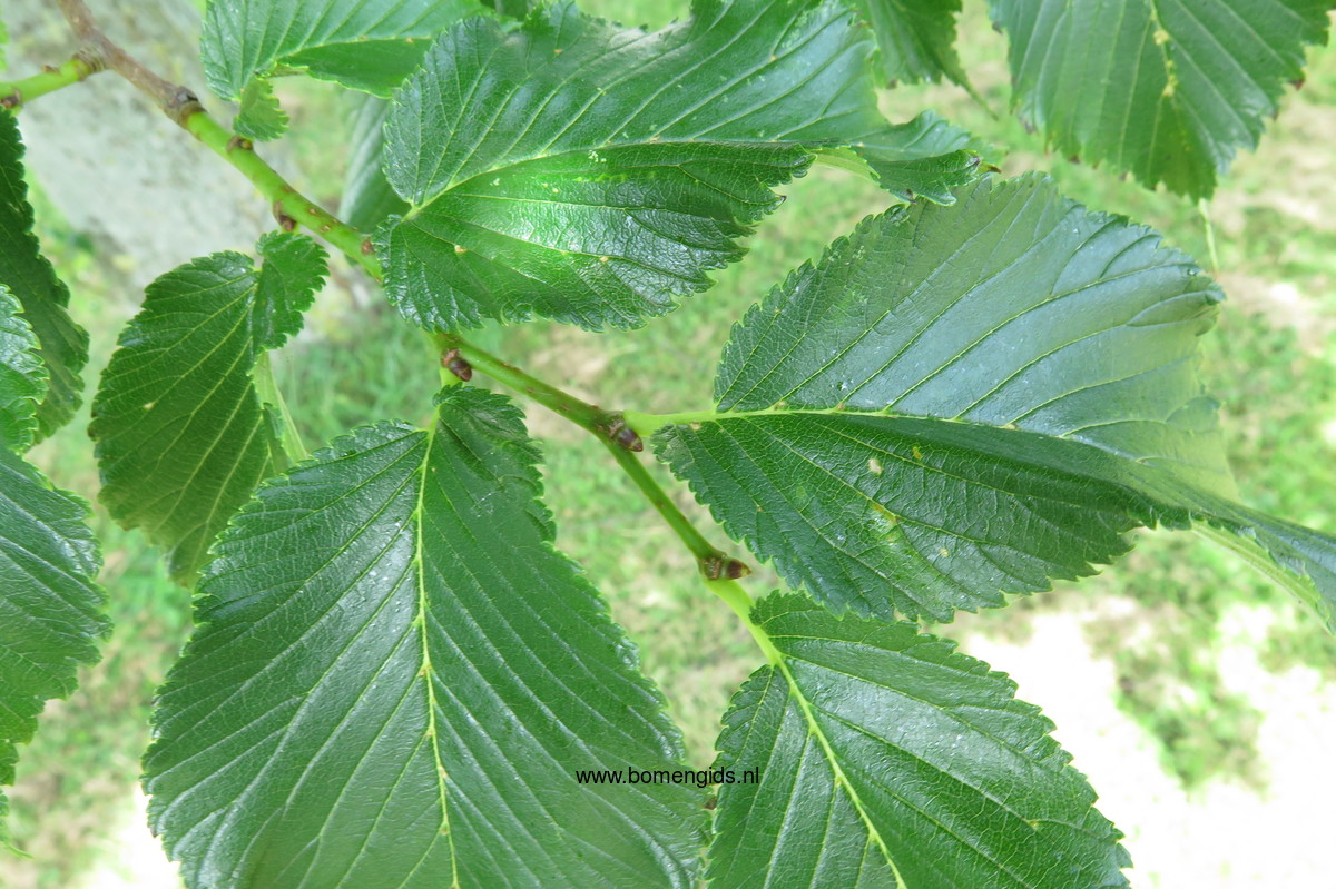 Herken de boomsoort NL: Hollandse iep; Latin: Ulmus hollandica; UK: Dutch Elm; GE: Hollandische ...