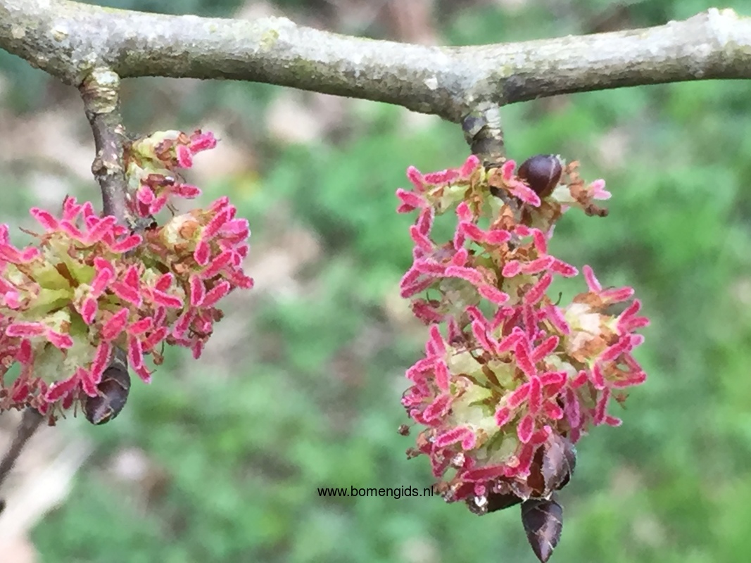 Herken de boomsoort NL: Hollandse iep; Latin: Ulmus hollandica; UK ...