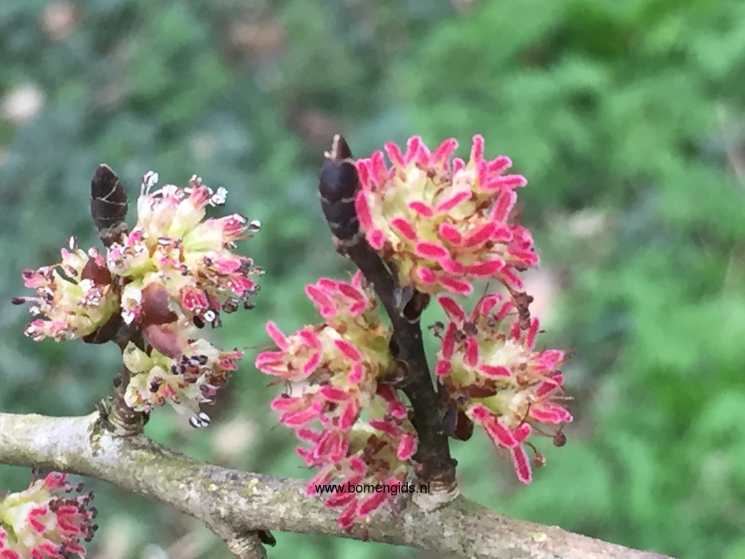 Herken de boomsoort NL: Hollandse iep; Latin: Ulmus hollandica; UK ...