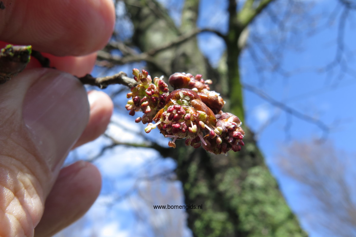 Herken de boomsoort NL: Hollandse iep; Latin: Ulmus hollandica; UK ...